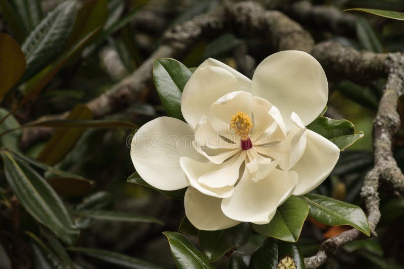 Ficus flower stock photo. Image of blossom, petals, stamen - 50925200