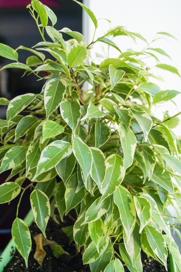 Ficus flower in green pot stock photo. Image of closeup - 86941110