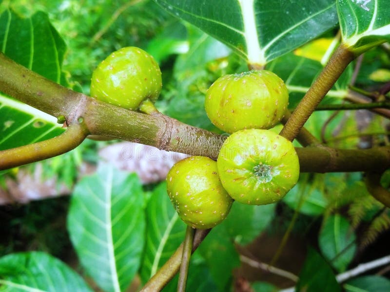 This is a Ficus Fruit that Grows Wild in Many Places on the Island of ...
