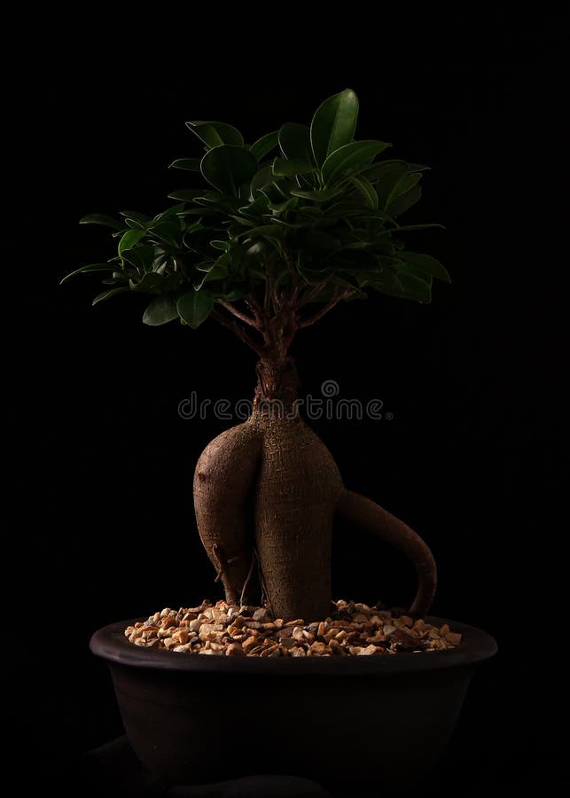 Ficus Ginger Tree Stock Photos - Free & Royalty-Free Stock Photos from ...