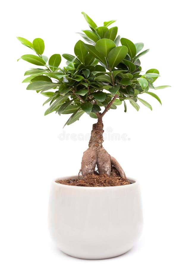 Ficus Ginseng - Bonsai Tree Stock Image - Image of isolated, plant ...