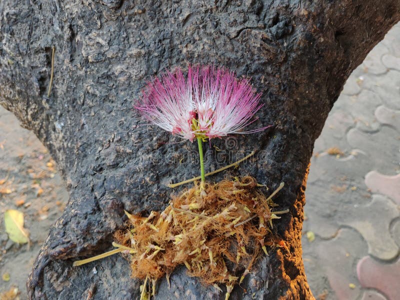 Ficus Glomerata Flower with Full Bloom Stock Photo - Image of glomerata ...