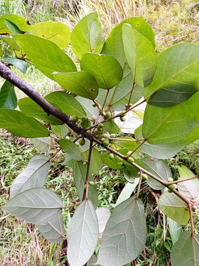 Bottom Leaf of Ficus Grossularioides at Cemorosewu, Karanganyar ...