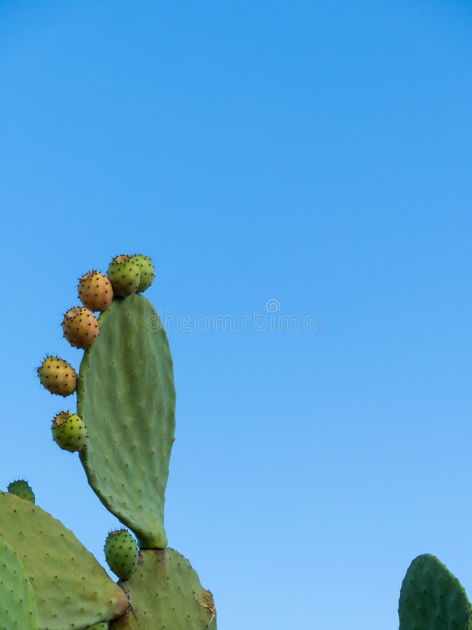 Ficus indica plant stock photo. Image of close, exotic - 97335058