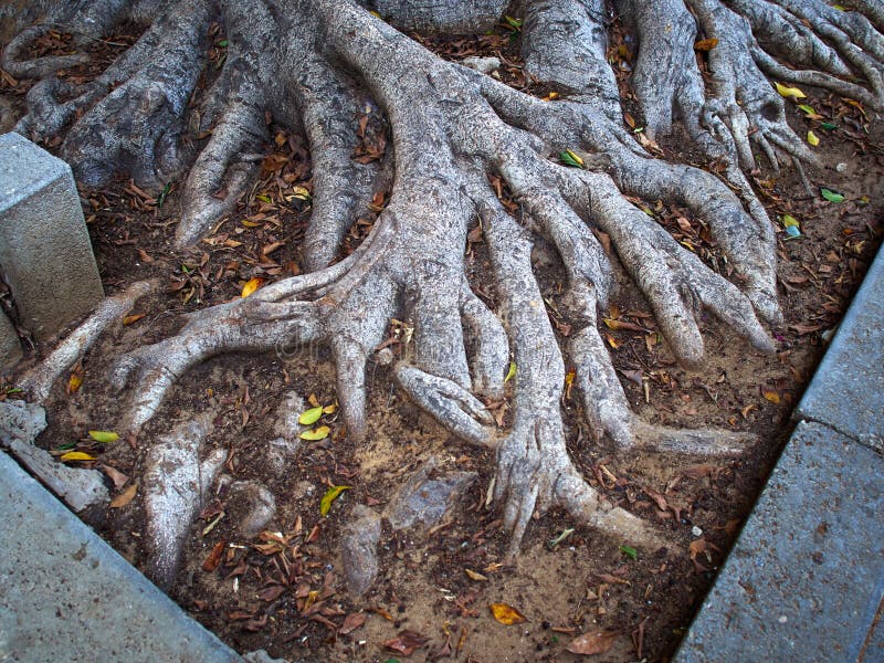 Spread Roots stock image. Image of asia, growing, roots - 157695155