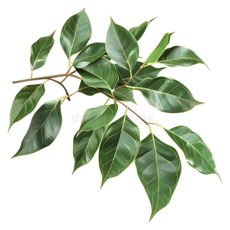 Ficus Leaf on Transparent Background - Ai Generated Stock Illustration ...