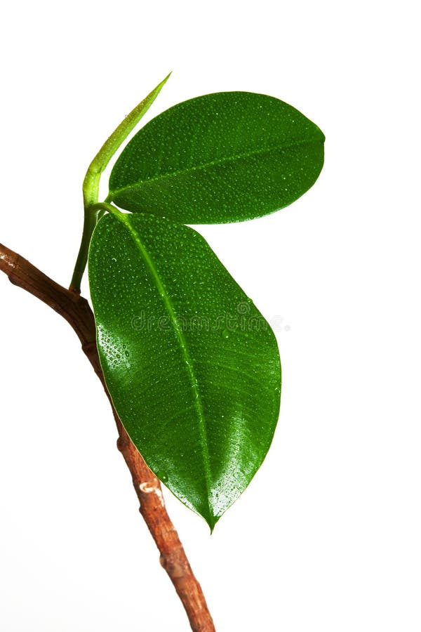 Ficus Leaves. Collection Leaves Isolated on White Background Stock ...