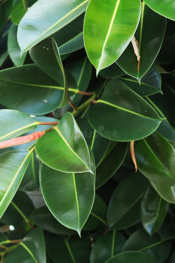 Ficus Elastica Leaves Close-up, Rubber Tree. Natural Background Stock ...