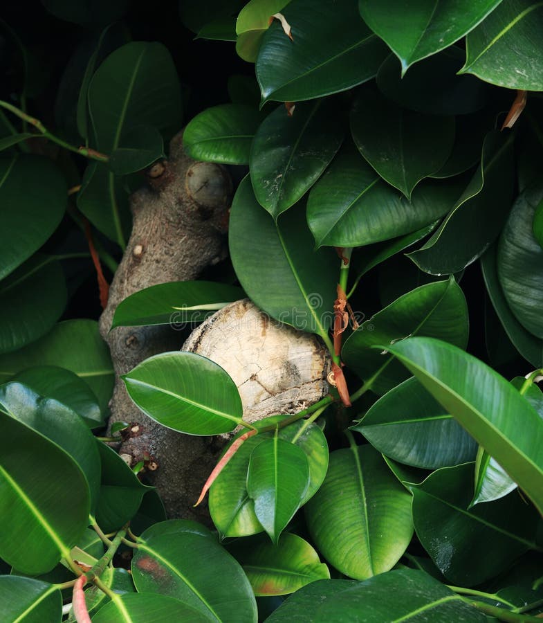 Ficus Elastica Leaves Close-up, Rubber Tree. Natural Background Stock ...