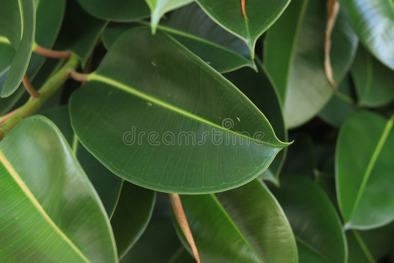 Ficus, Leaves Close-up. Close-up of Green Ficus Leaves on a Tree Stock ...