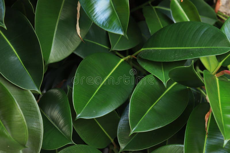 Ficus, Leaves Close-up. Close-up of Green Ficus Leaves on a Tree Stock ...