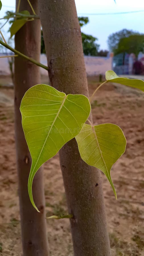 Ficus Leaves with There Stems, Nature Stock Photo Stock Photo - Image ...
