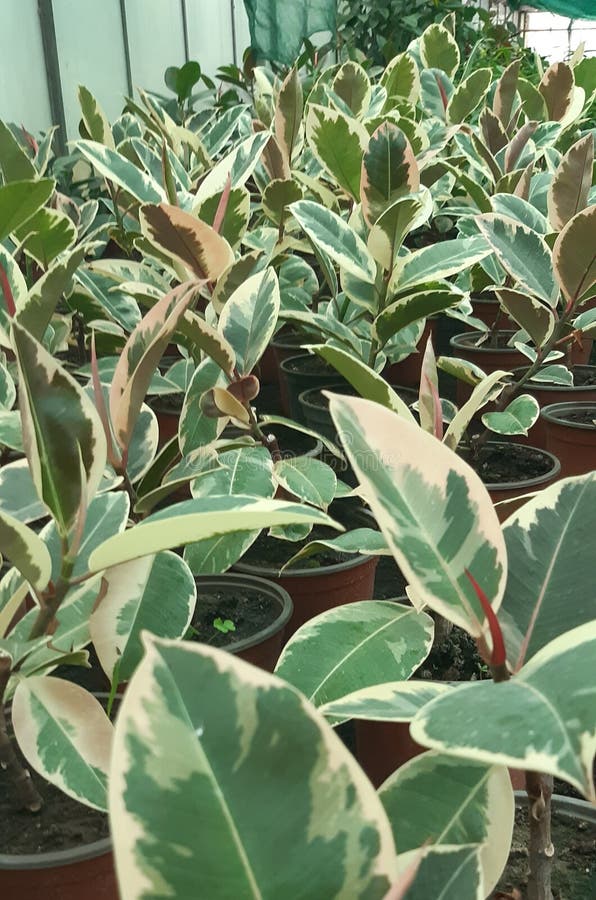 Ficus Leaves in Two Colours Stock Photo - Image of plant, tree: 268457294