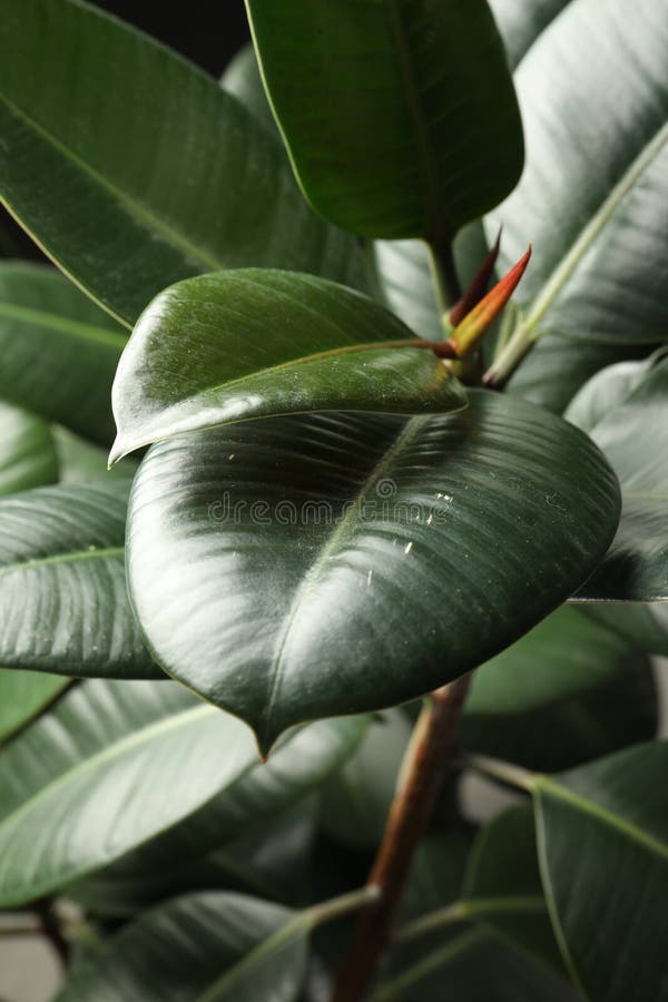 Ficus with Lush Leaves, Closeup. Tropical Plant Stock Image - Image of ...