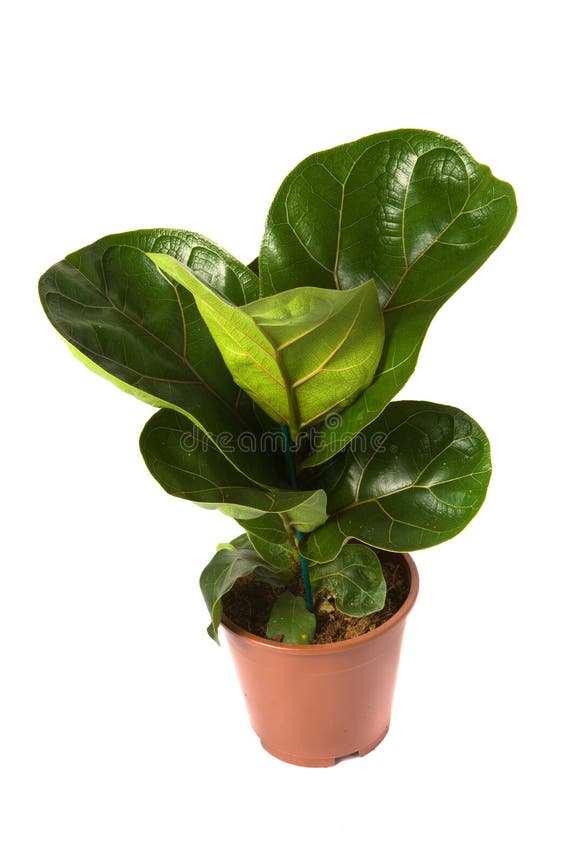 Ficus Lyrata Bambino stock photo. Image of leaf, flower - 3603968