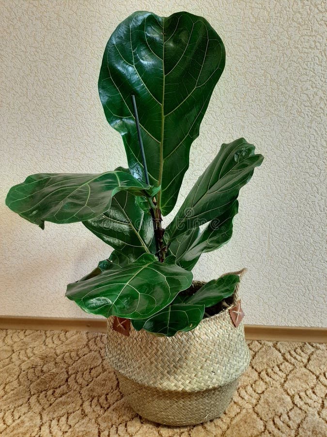 Ficus lyrata big leaf stock image. Image of ficus, lyrata - 211831005