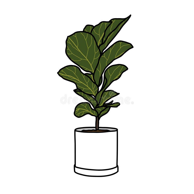 Ficus Lyrata Doodle Icon, Vector Color Line Illustration Stock Vector ...