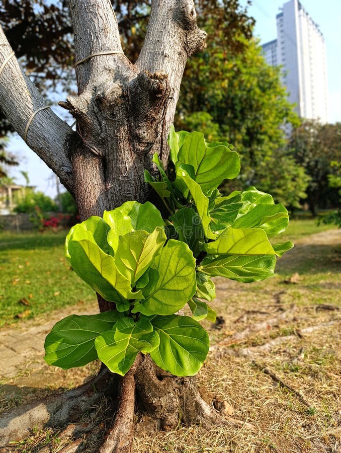 Big Fiddle leaf fig stock photo. Image of garden, flower - 341498738