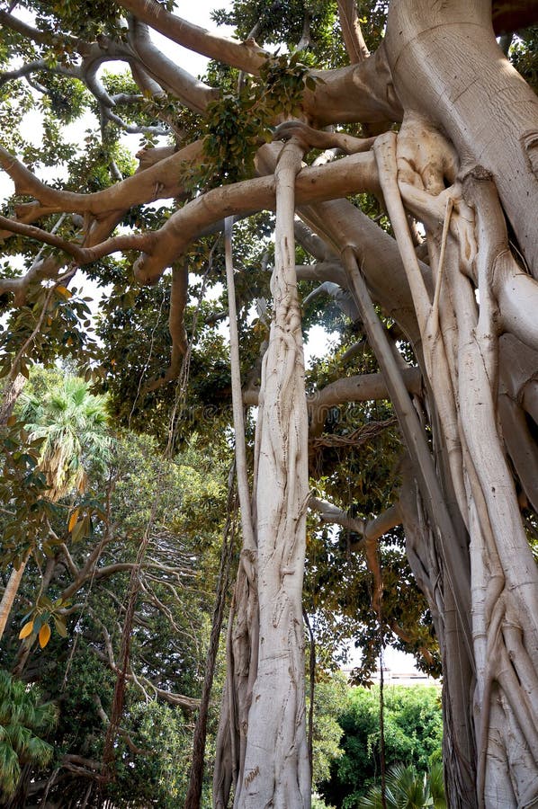 Ficus Macrophylla in Palermo,Sicily Stock Photo - Image of nature ...