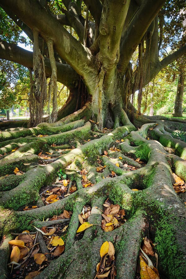 Ficus Macrophylla Trunk and Roots Close Up Stock Photo - Image of ...