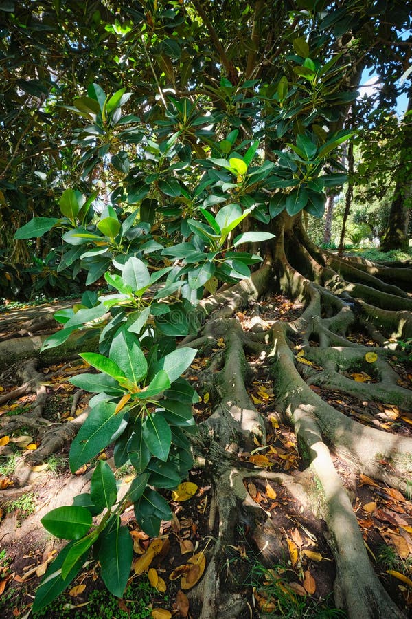 Ficus Macrophylla Trunk and Roots Close Up Stock Image - Image of ...