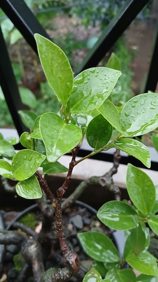 Ficus Malacocarpa after Being Exposed To Rain Water Stock Image - Image ...