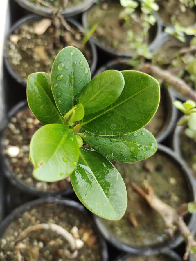 Ficus Microcarpa Glossy Leaves Pic Stock Image - Image of indoor ...