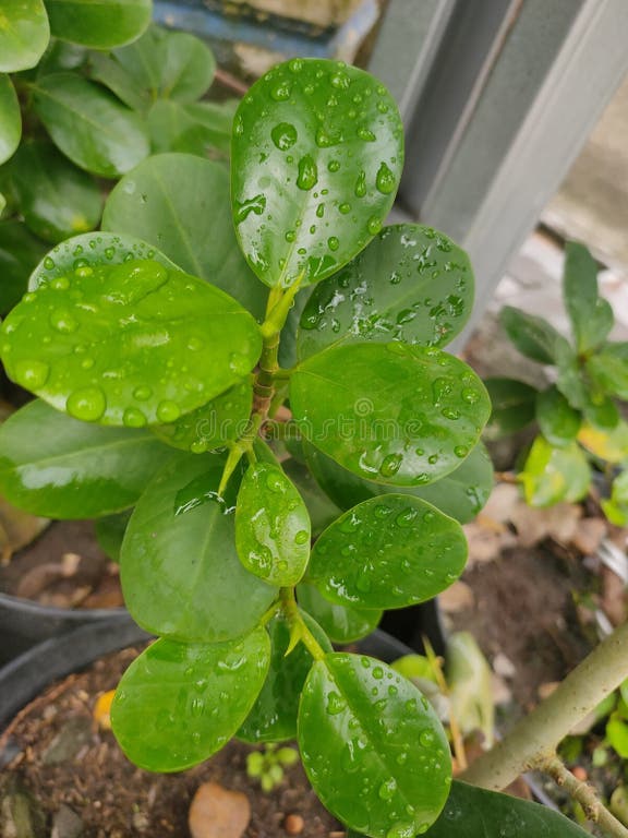 Ficus Microcarpa Green Island Dolar Foto de archivo - Imagen de ficus ...