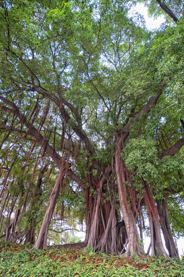 Ficus microcarpa Linn. stock image. Image of microcarpa - 39908271