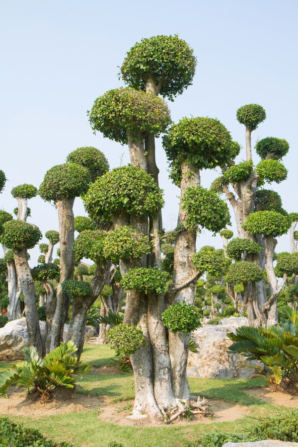 Ficus Microcarpa in the Park Stock Photo - Image of microcarpa, natural ...