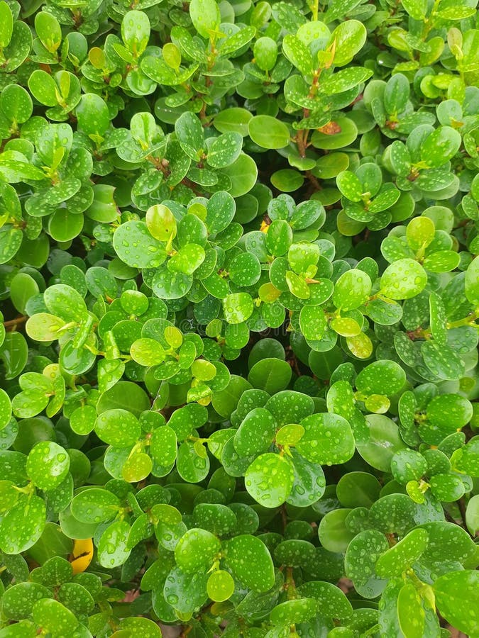 Ficus Microcarpa Plant Green Tree after Rain Stock Image - Image of ...