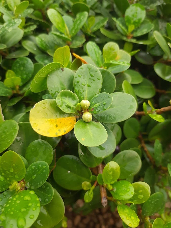 Fruits Green and Castor Oil - Ricinus Communis Stock Image - Image of ...