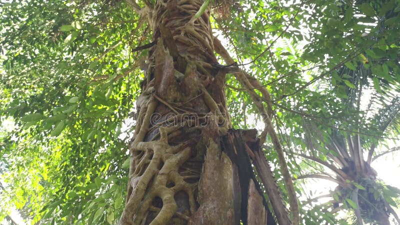 Ficus Microcarpa Root Crawling Around the Palm Trunk. Stock Footage ...