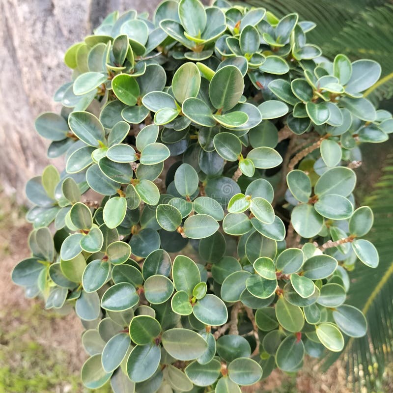 Ficus Microcarpa /Ficus Rubiginosa Plants Stock Photo - Image of plants ...