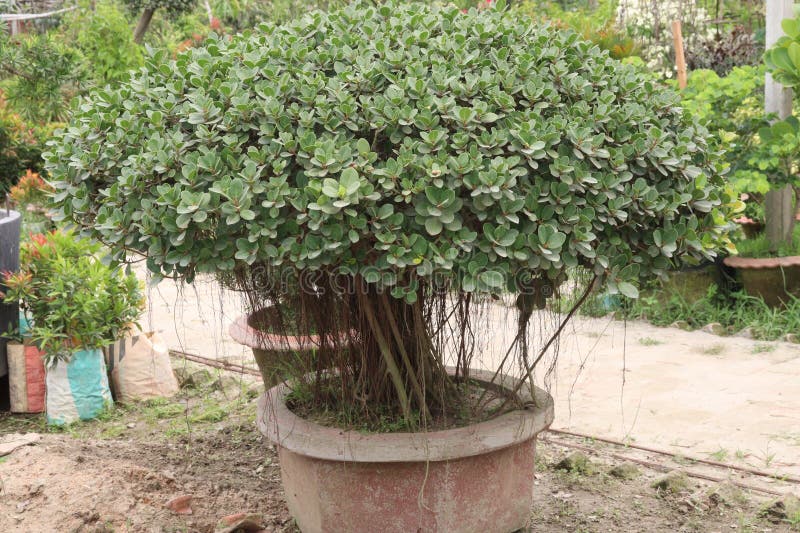 Ficus Microcarpa Tree Plant on Nursery Stock Image - Image of ...