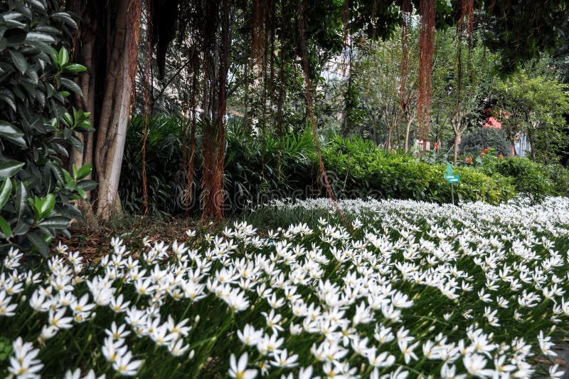 Ficus Microcarpa and White Flower Stock Photo - Image of foliage, flora ...