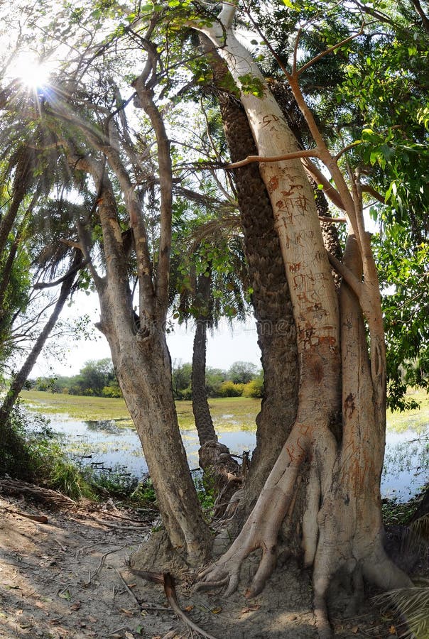 Tropical Forest Keoladeo National Park Stock Photo - Image of exotic ...