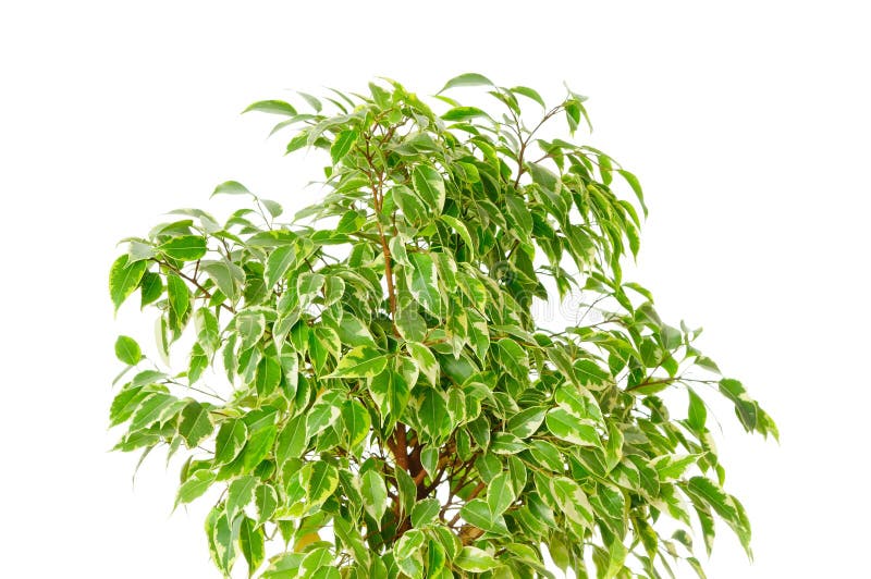 Ficus Plant Isolated on White Stock Image - Image of indoor, grow: 10601479