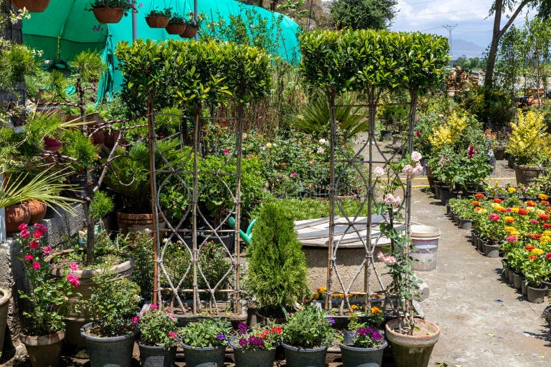 Ficus Plant Trained Skillfully and Prune in a Curtain or Fence Shape ...