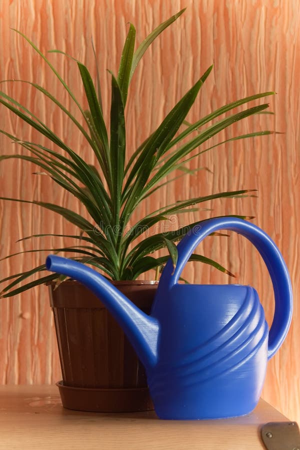 Ficus in pot stock image. Image of green, interior, orange - 21298673