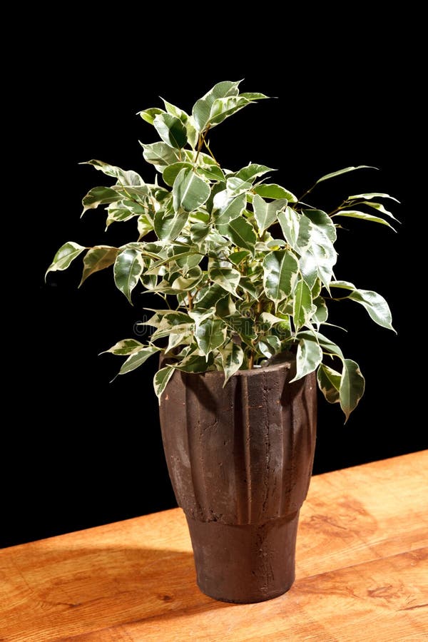 Ficus in the pot stock image. Image of clay, gardening - 22378057