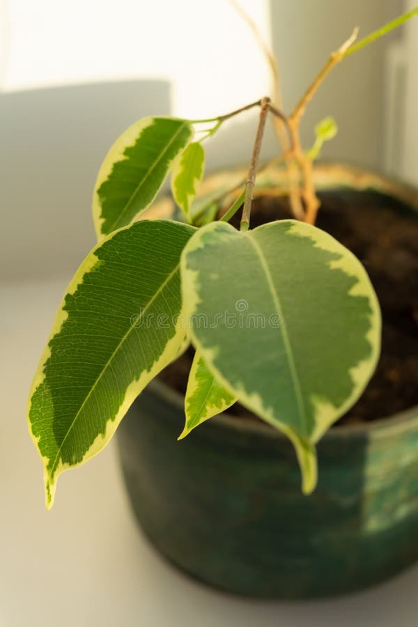 Ficus in a Flower Pot, Close-up. Stock Photo - Image of ficus ...