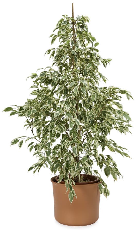 Green ficus tree stock photo. Image of growing, growth - 13537964