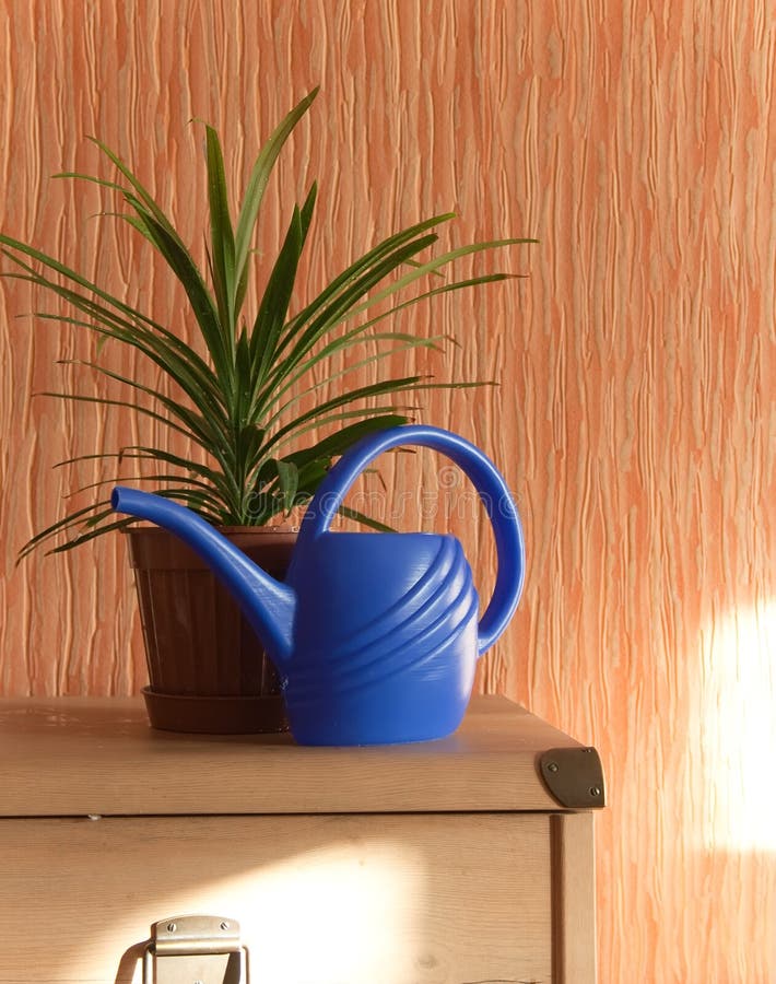 Ficus in pot with can stock photo. Image of flowers, dawn - 18506224