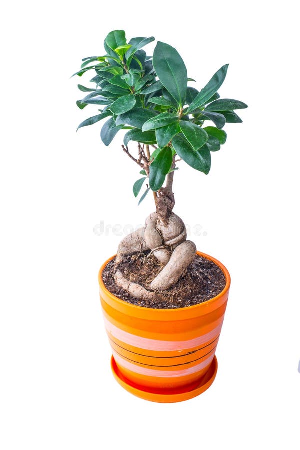 Ficus in a pot stock photo. Image of foliage, closeup - 49194600