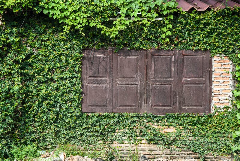 Ficus Pumila on Classic Wall Stock Photo - Image of grungy, green: 27188058