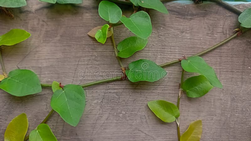 Ficus pumila climbing fig stock photo. Image of food - 362444870