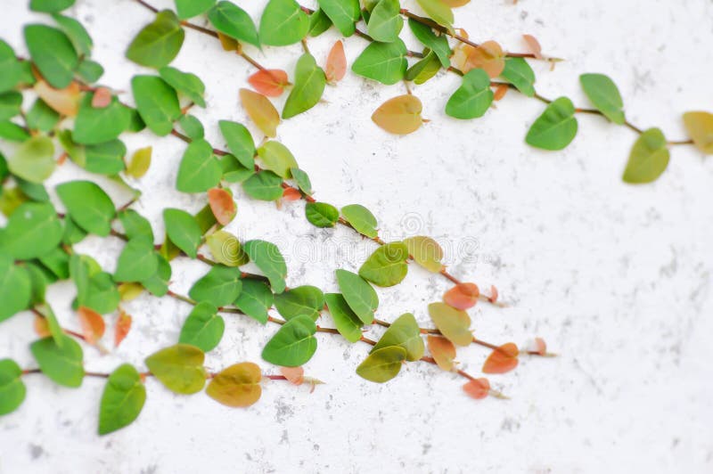 Ficus Pumila or Climbing Fig ,Ficus Pumila L or Creeping Fig or ...