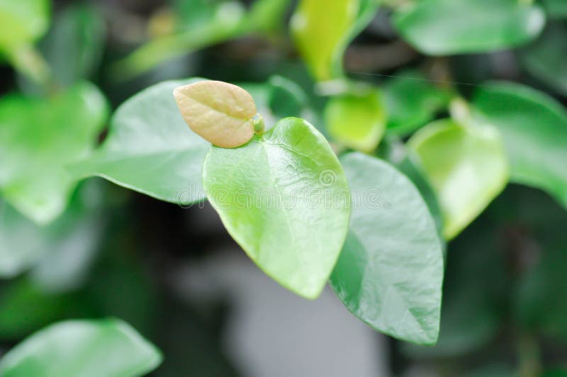 Ficus Pumila or Climbing Fig Stock Photo - Image of crassulaceae ...