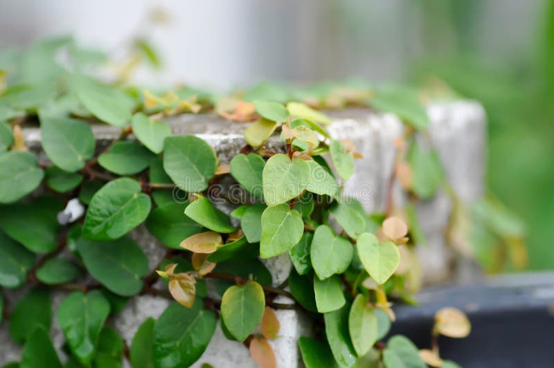 Ficus Pumila or Climbing Fig or Climbing Vine on the Fence Stock Photo ...